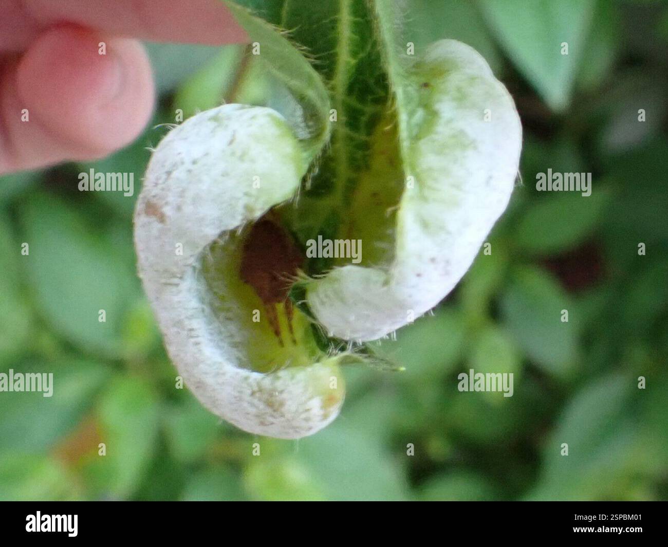 (Exobasidium), Fungi, North Carolina, US, the gall. on azalea Stock ...