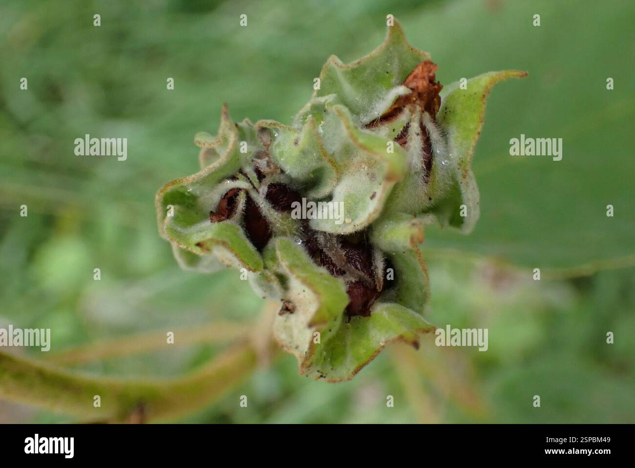 (Melhania forbesii), Plantae, Sabiepark, Sabie Park, 1260, South Africa ...