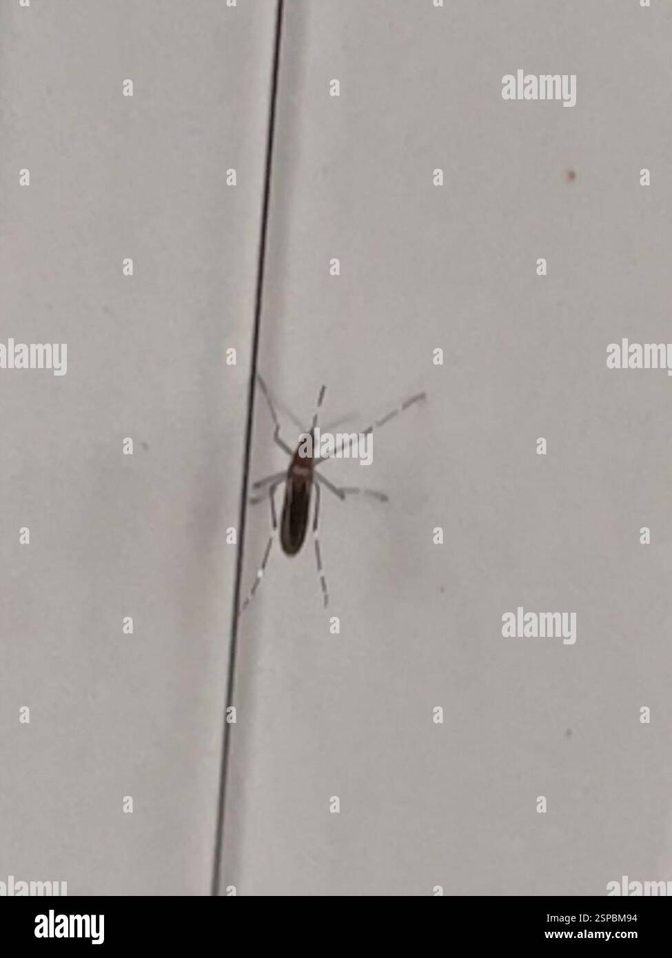 Striped Mosquito (Aedes notoscriptus), Insecta, Melbourne VIC ...