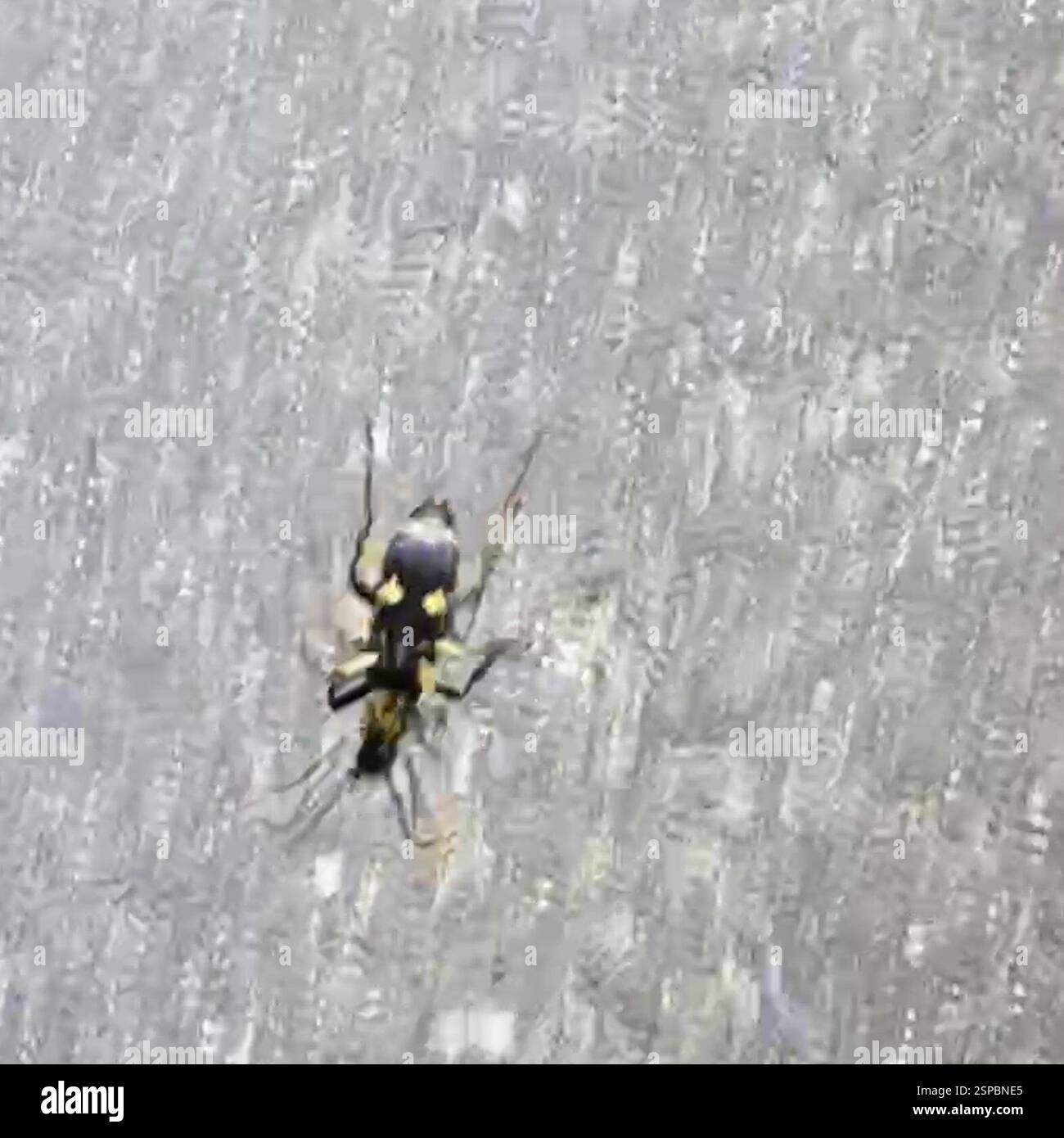 Pheropsophus hi-res stock photography and images - Alamy