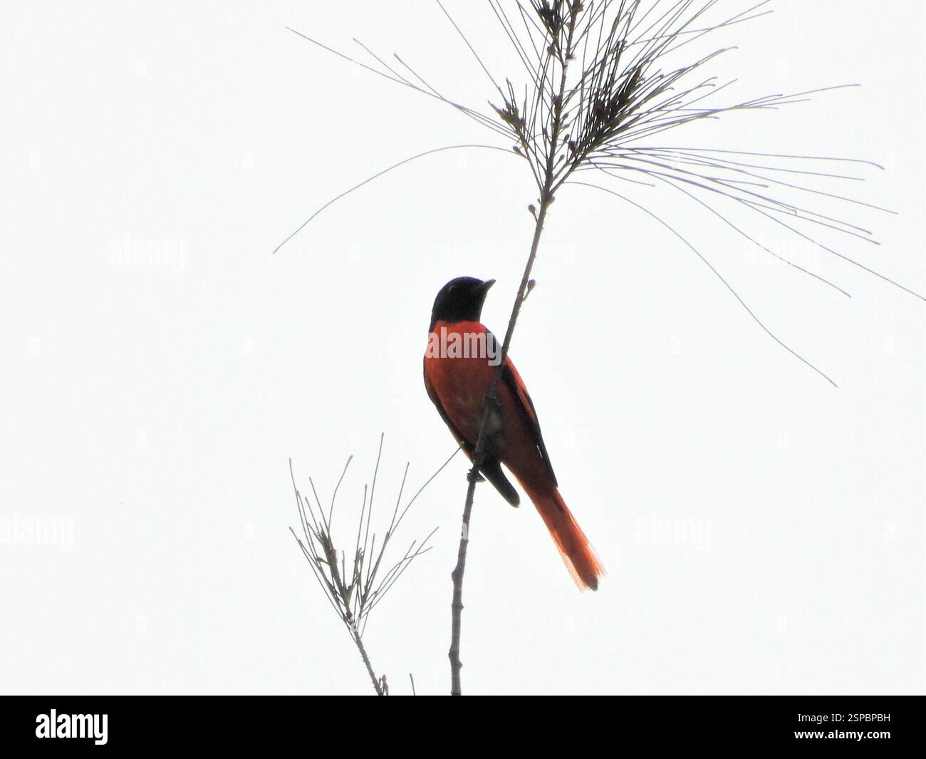 Scarlet Minivet (Pericrocotus speciosus), Aves, Kowloon Tsai, Hong Kong ...