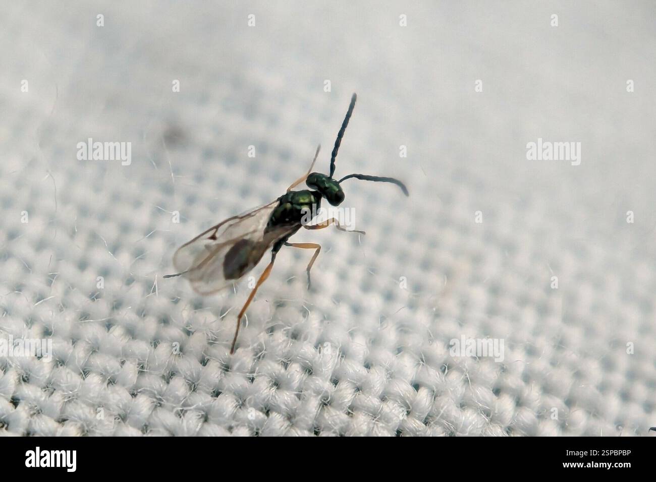 Miscogastrinae hi-res stock photography and images - Alamy