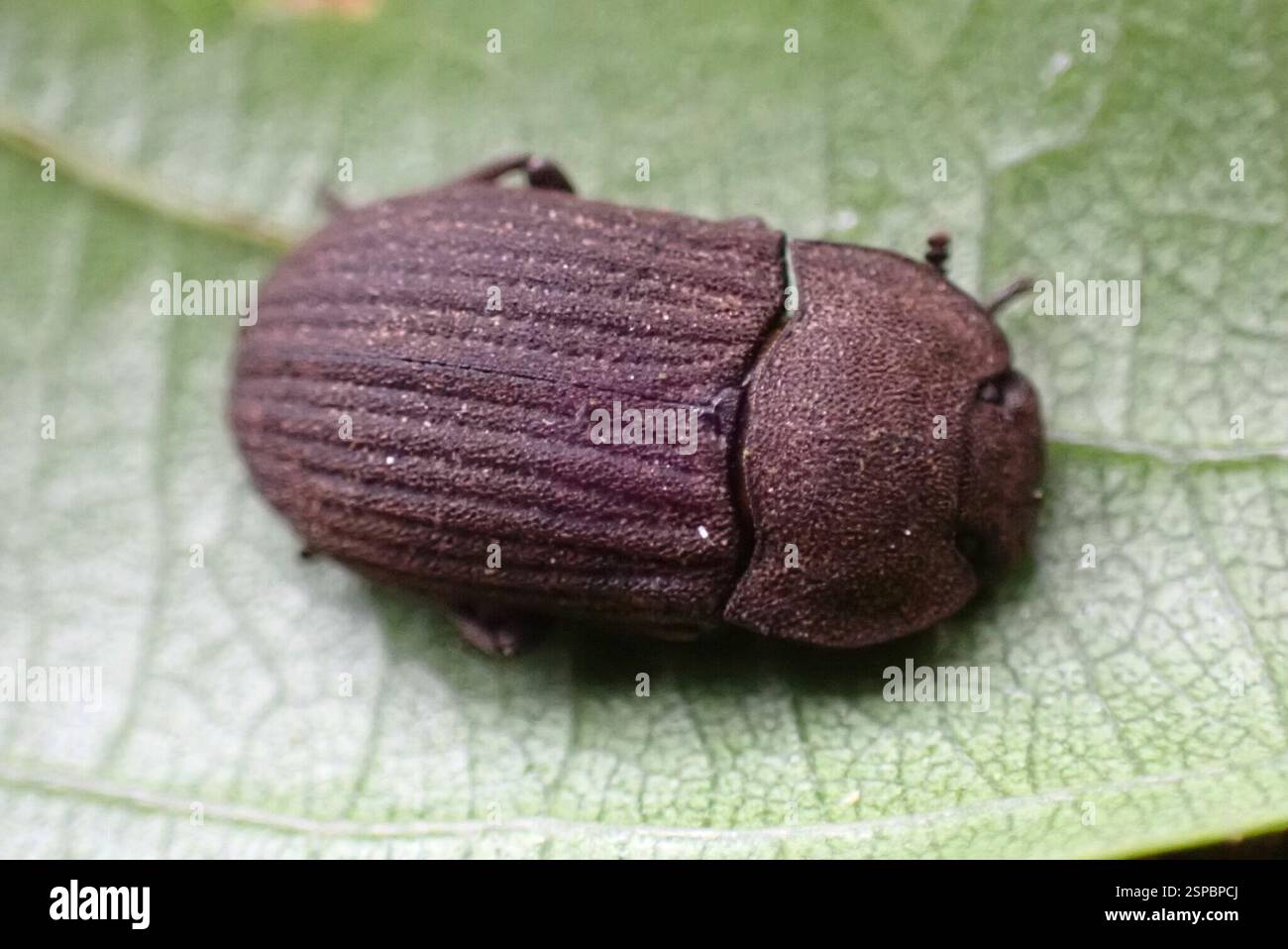 Dusty Surface Beetles (Gonocephalum), Insecta, Sabiepark, Sabie Park ...