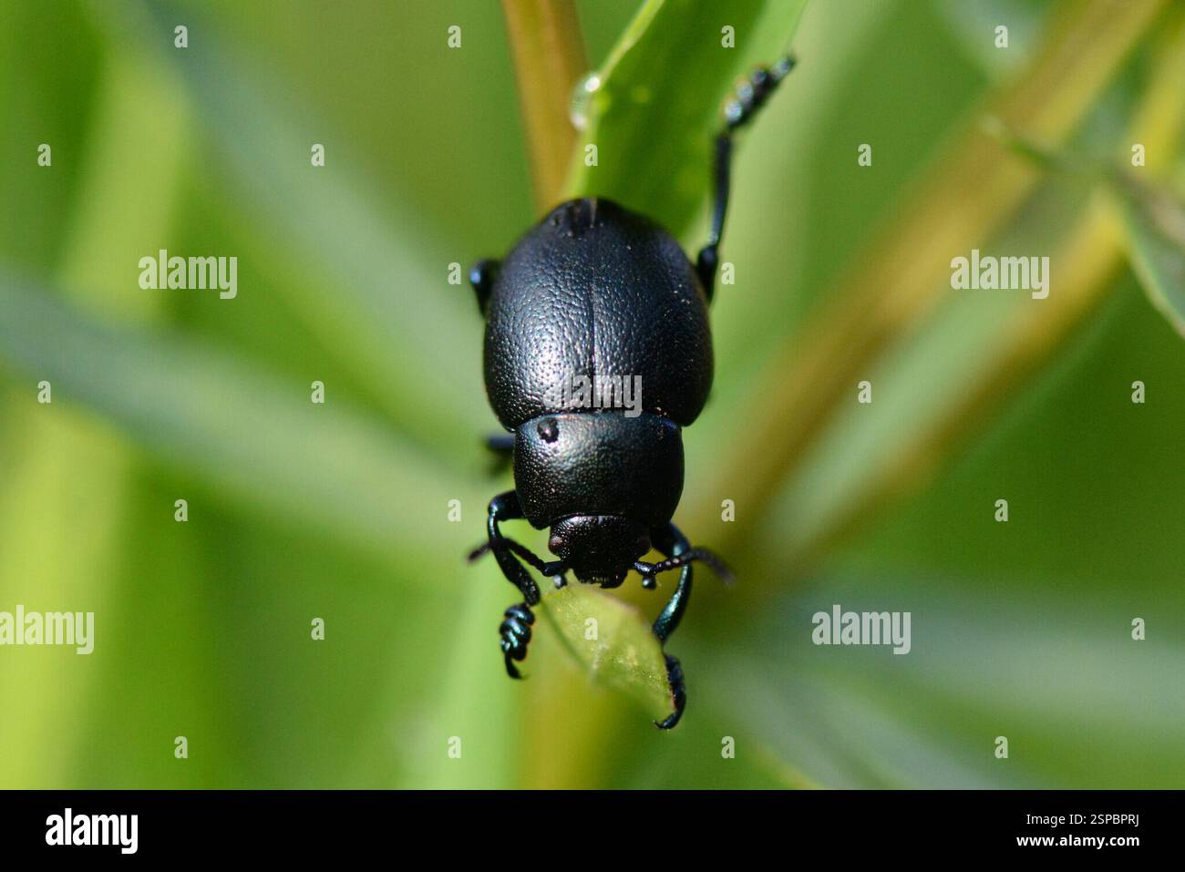 Lesser Bloody-nosed Beetle (Timarcha goettingensis), Insecta, 5070 ...