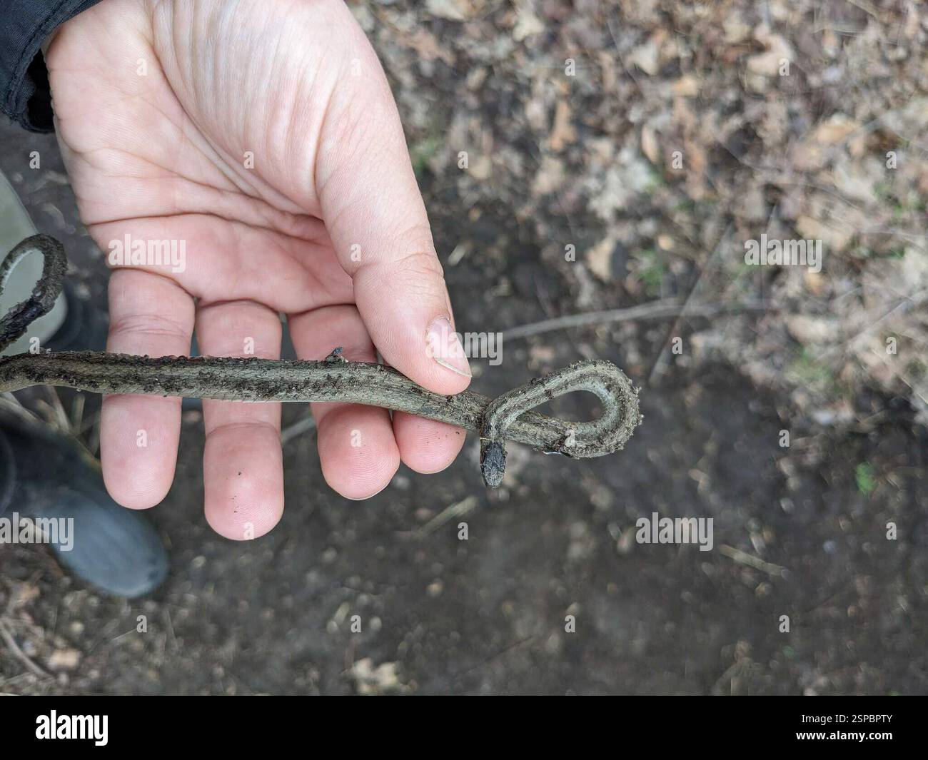 Storeria dekayi dekayi canada hi-res stock photography and images - Alamy