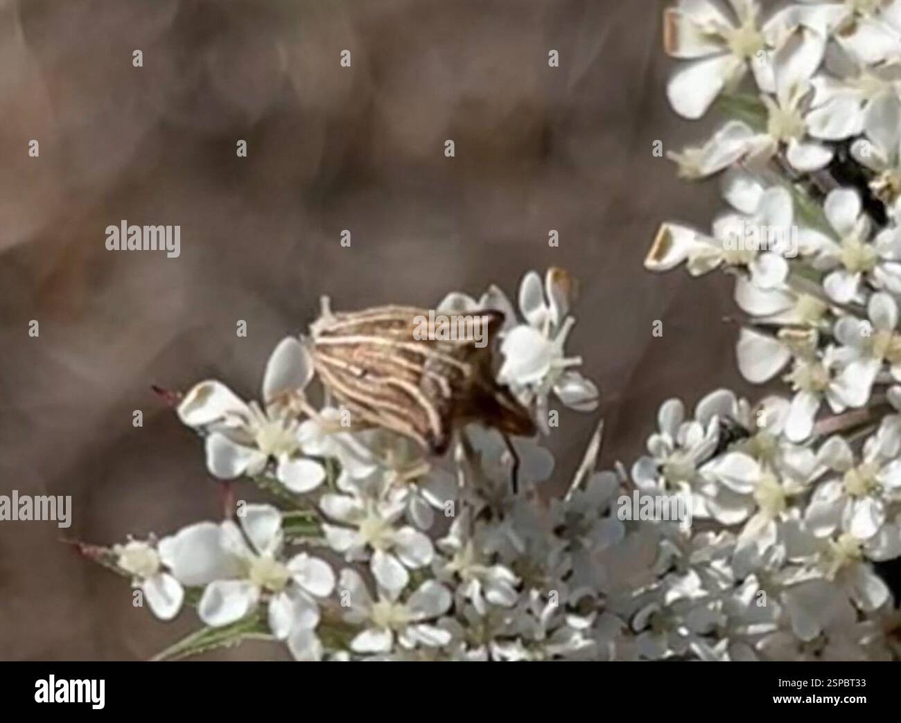 (Ancyrosoma leucogrammes), Insecta, São Gonçalo de Lagos, Lagos ...