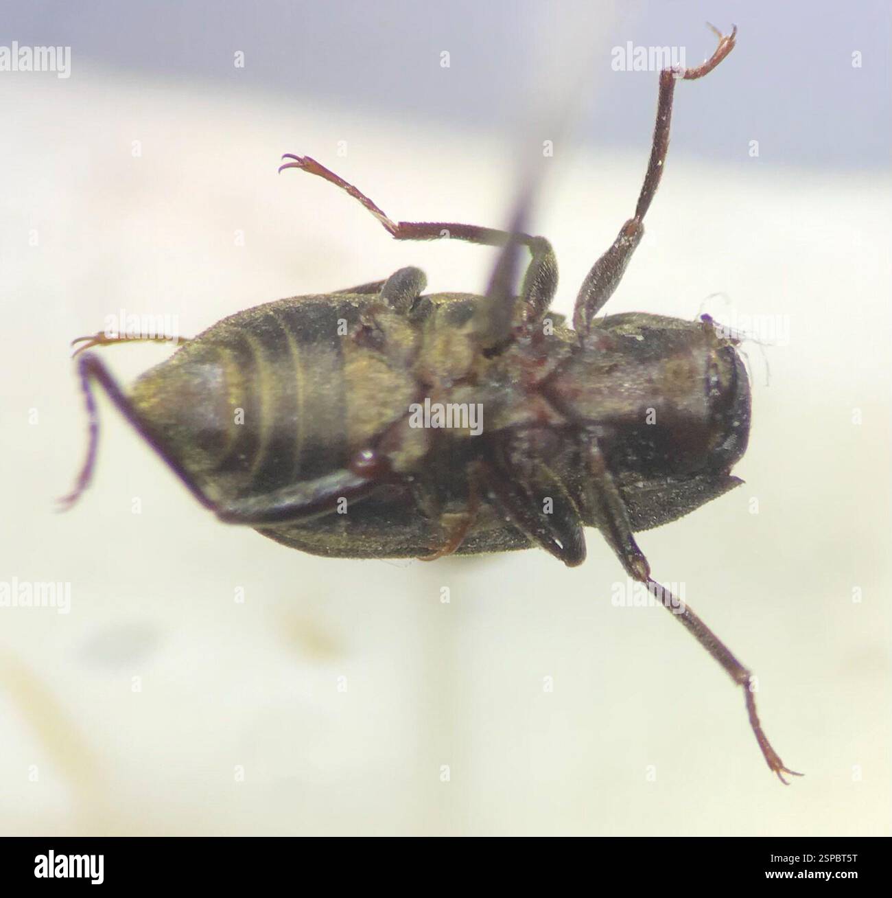 Contrasted Long-toed Water Beetle (Helichus lithophilus), Insecta, Lake ...