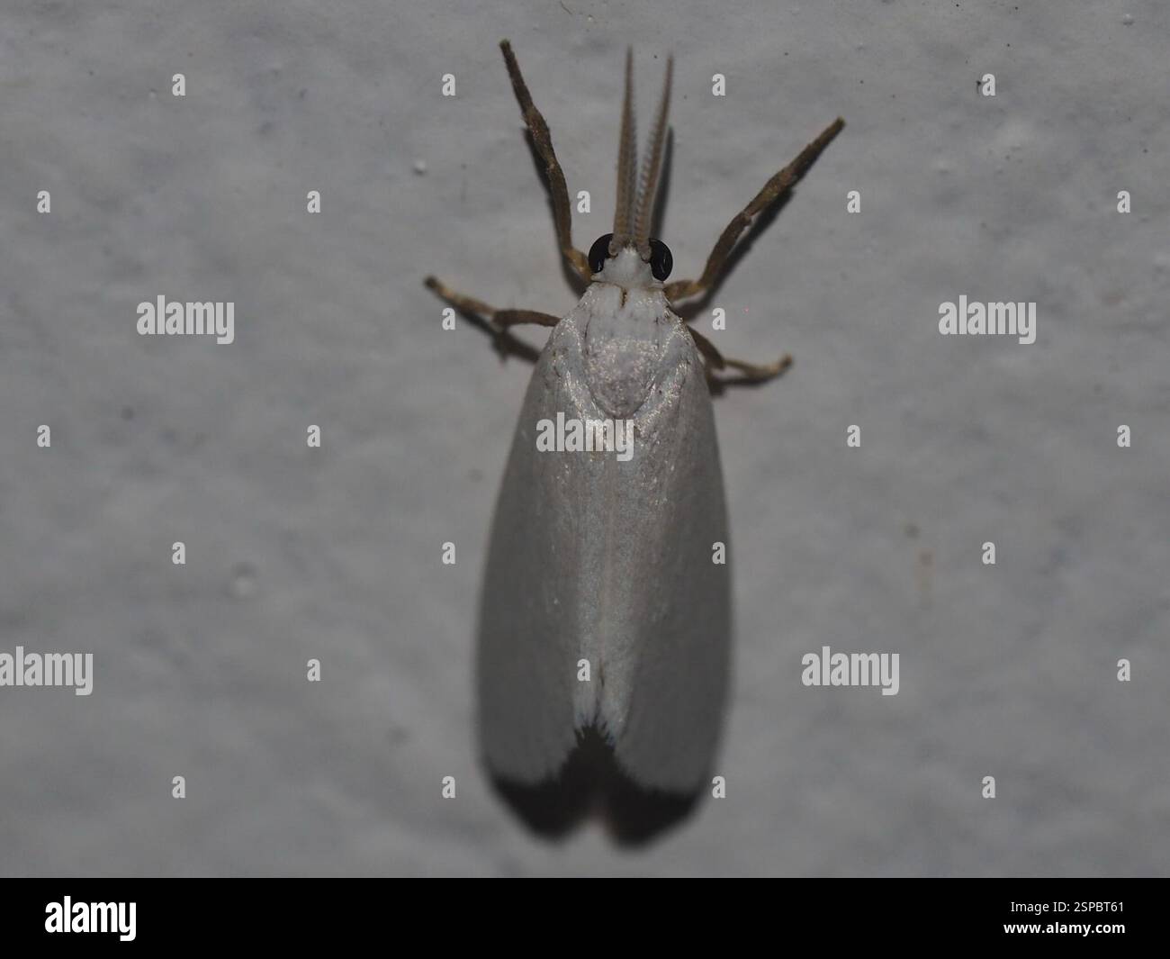 Lichen Moths (Lithosiini), Insecta, Moederzorg, Suriname Stock Photo ...