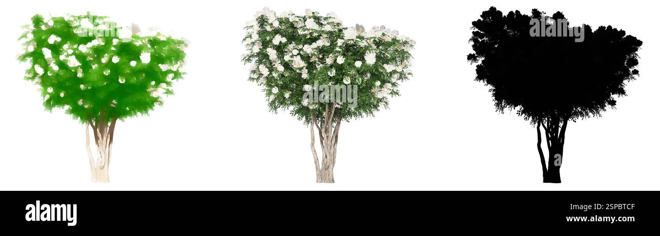 Set or collection of Crape Myrtle trees, painted, natural and as a ...