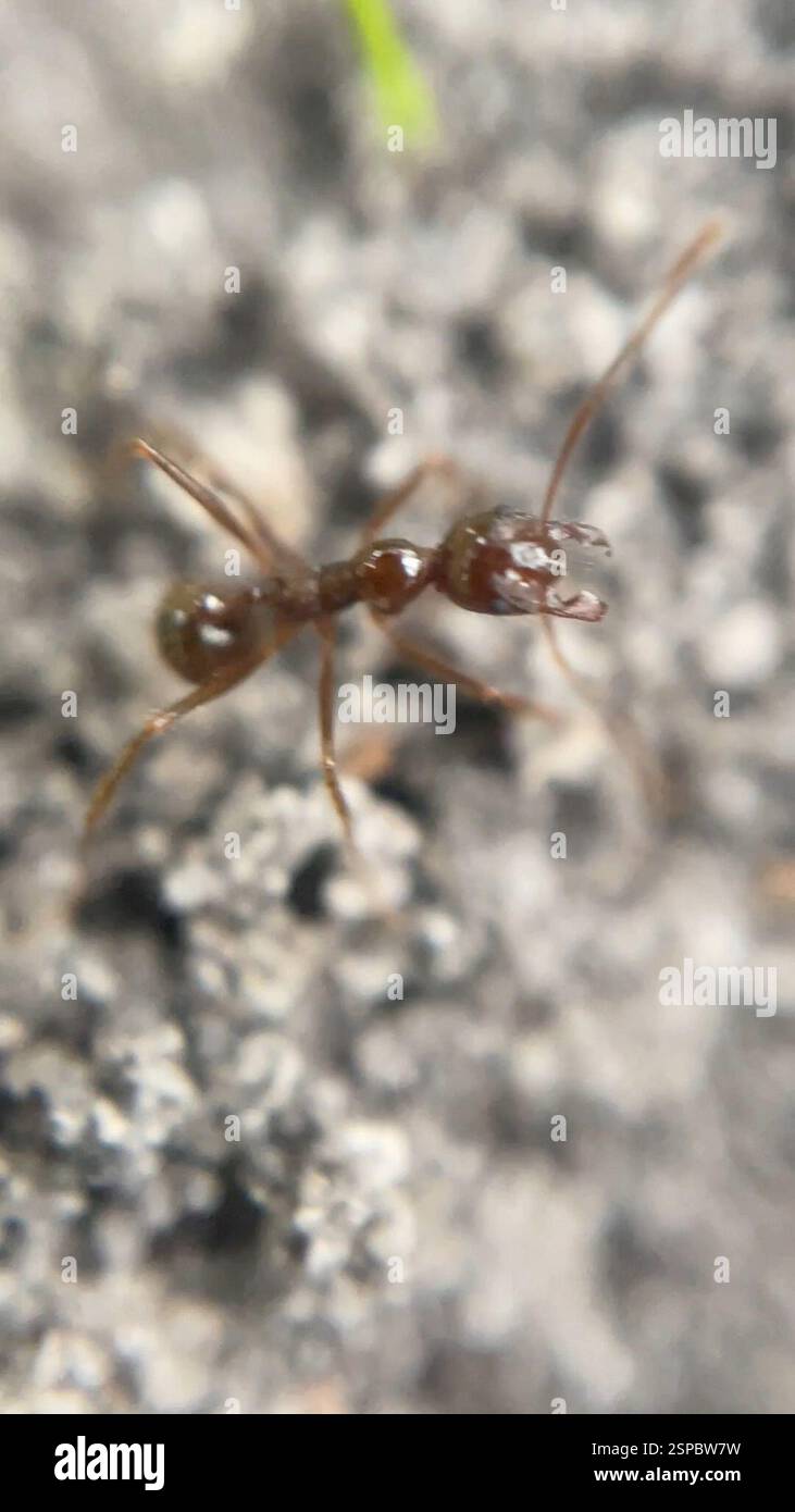 Funnel Ant (Aphaenogaster longiceps), Insecta, Melbourne VIC, Australia ...