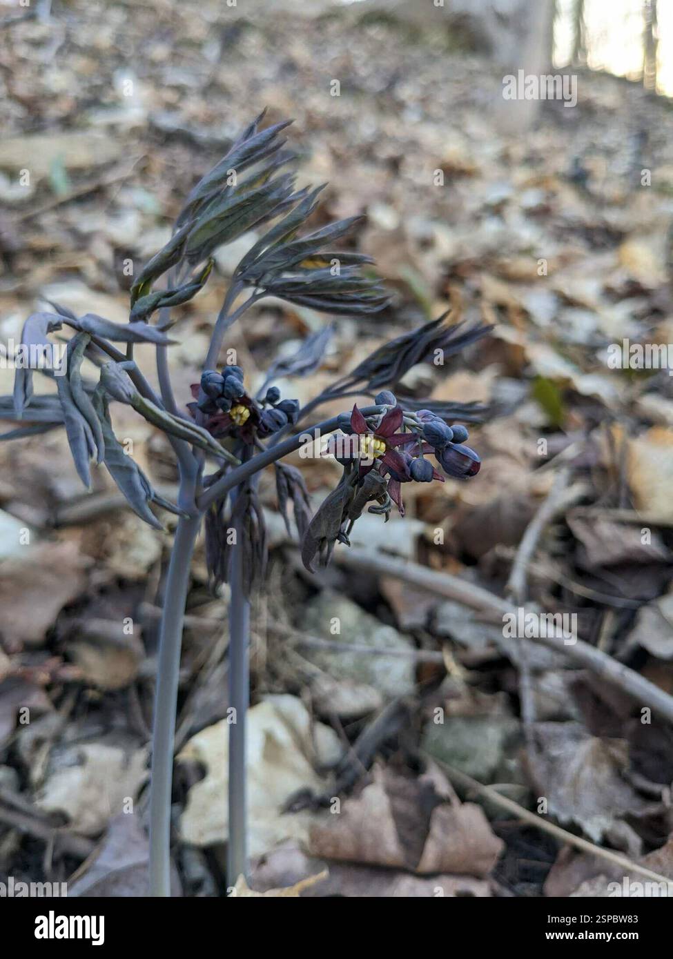 early blue cohosh (Caulophyllum giganteum), Plantae, Chedoke Park B ...