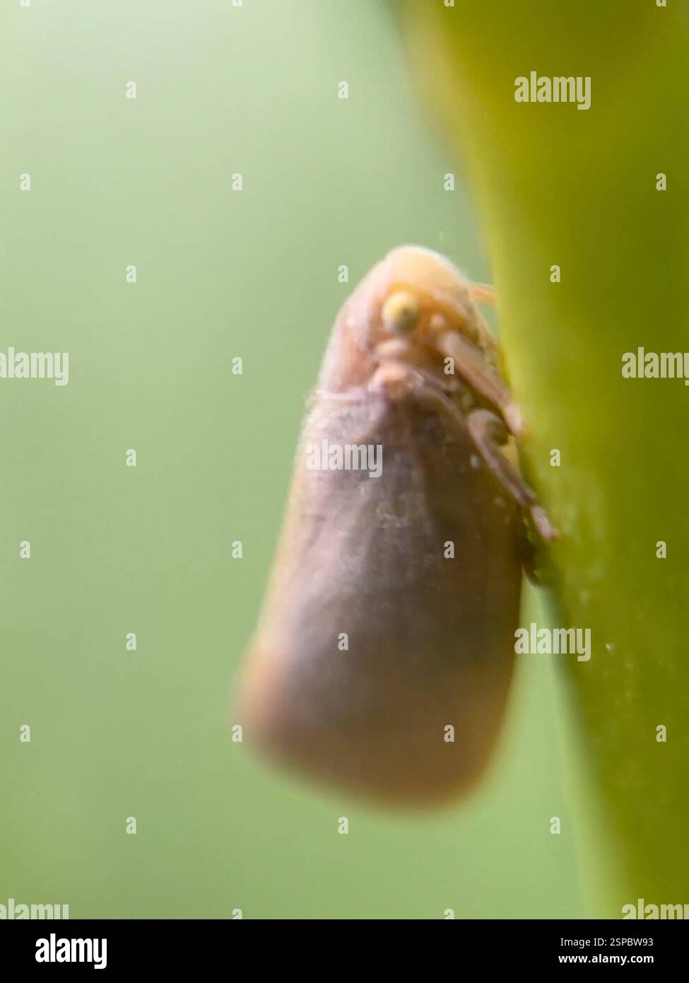 Grey planthopper (Anzora unicolor), Insecta, Monash University, Clayton ...