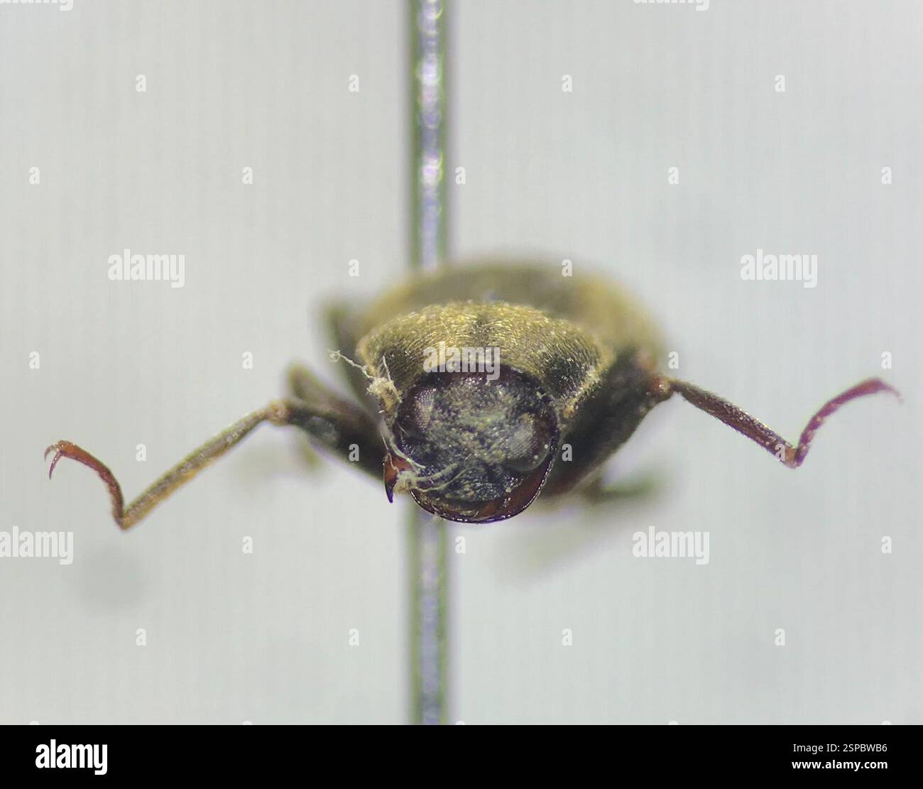 Contrasted Long-toed Water Beetle (Helichus lithophilus), Insecta, Lake ...