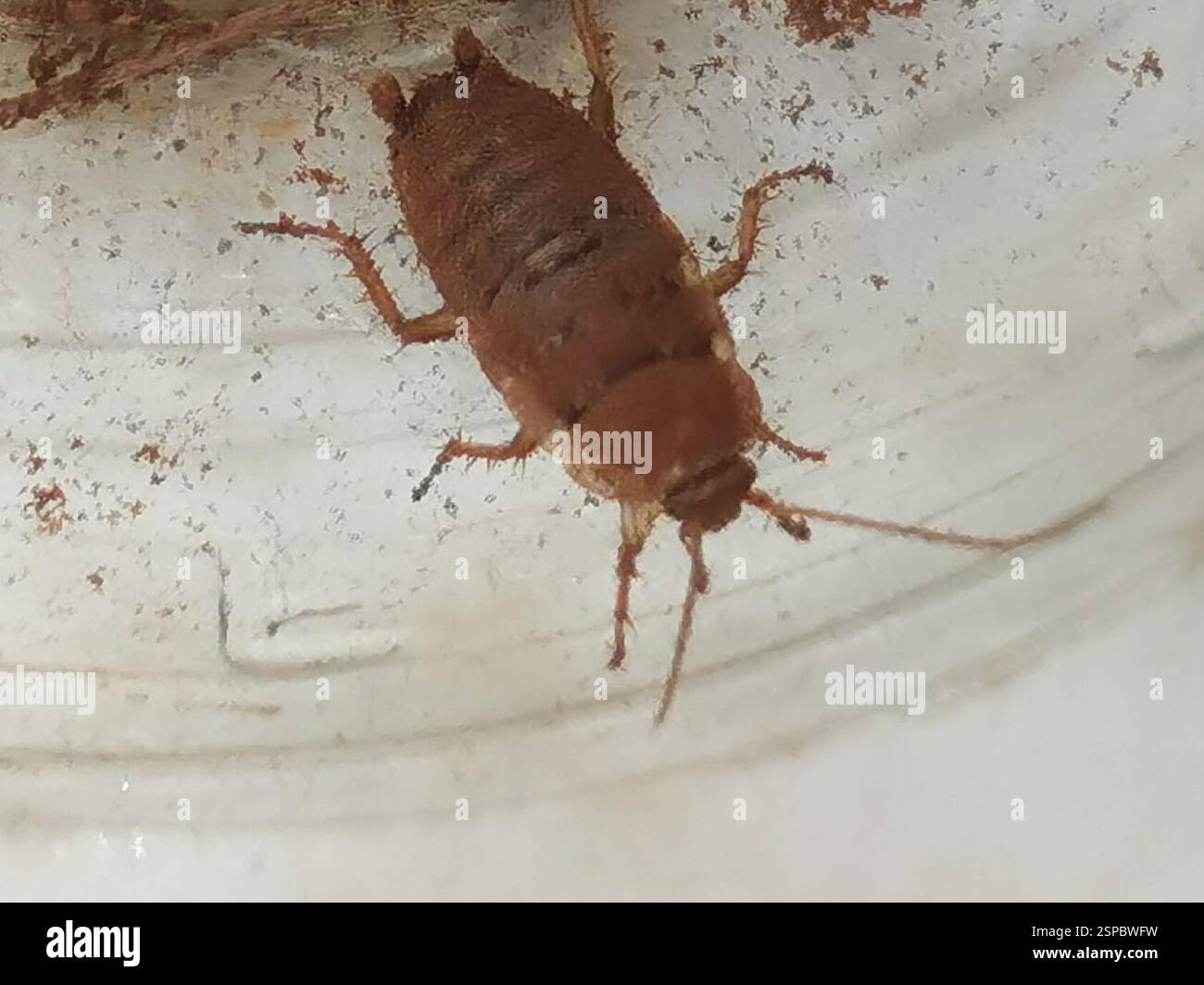 Tawny Cockroach (Ectobius pallidus), Insecta, Hérault, Languedoc ...