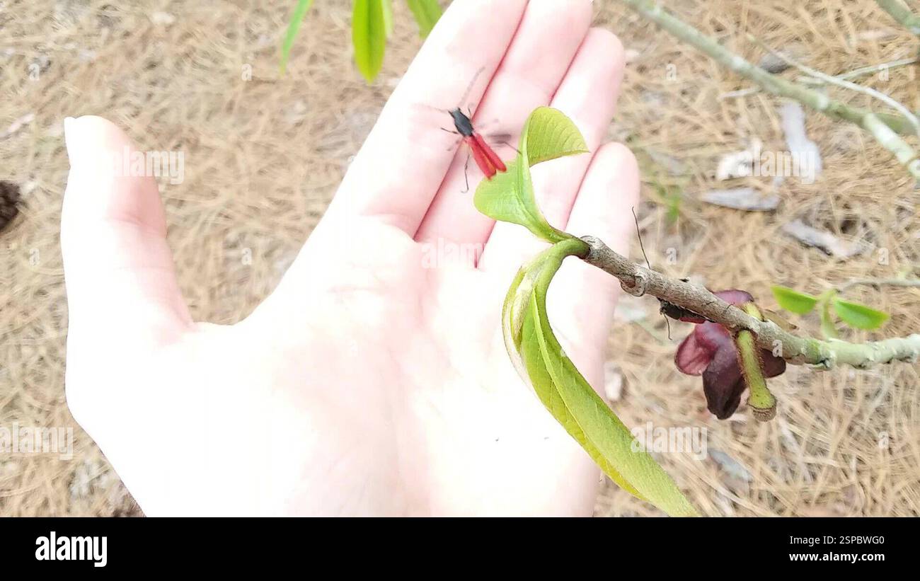 Redwinged Longhorn Beetle (Ancylocera bicolor), Insecta, GSU pawpaw #1 ...