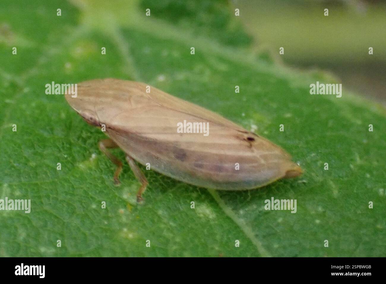 (Clovia), Insecta, Sabiepark, Sabie Park, 1260, South Africa Stock ...