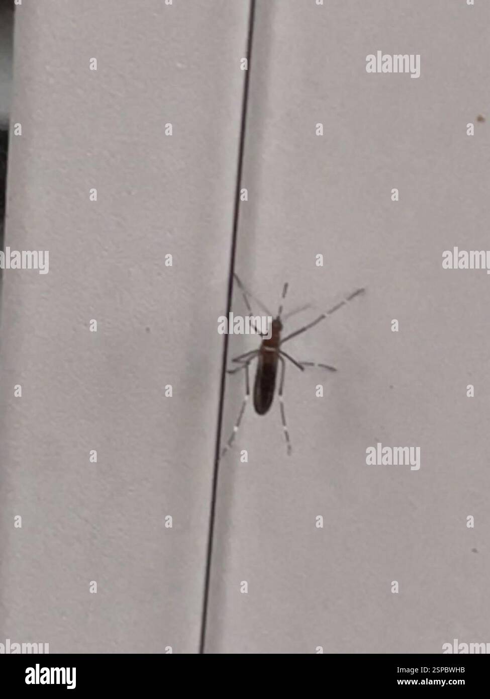 Striped Mosquito (Aedes notoscriptus), Insecta, Melbourne VIC ...