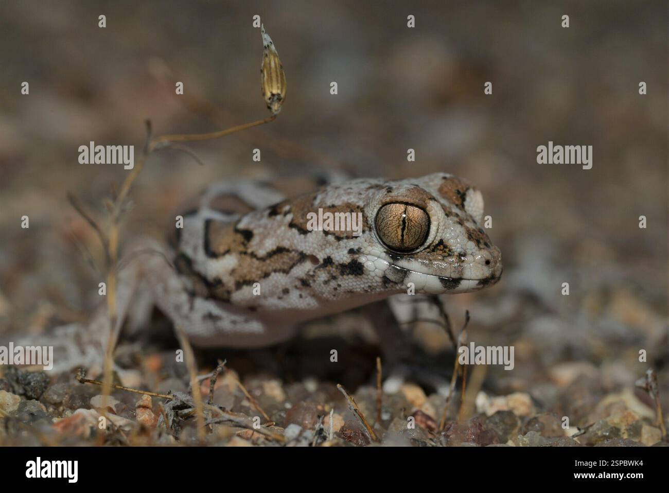 Large-scaled Thick-toed Gecko (Pachydactylus macrolepis), Reptilia ...