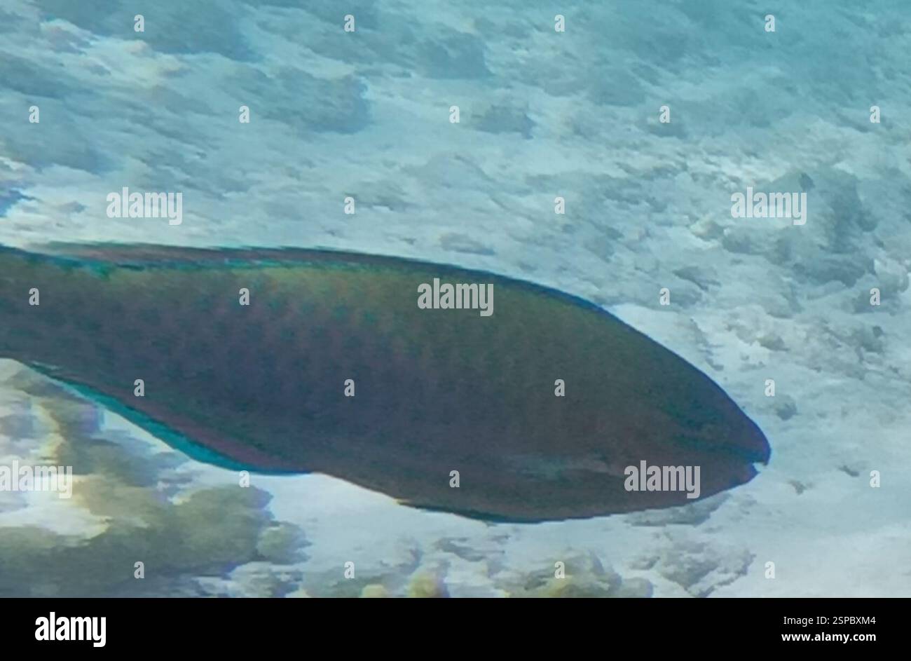 Palenose Parrotfish (Scarus psittacus), Actinopterygii, Kaafu Atoll ...