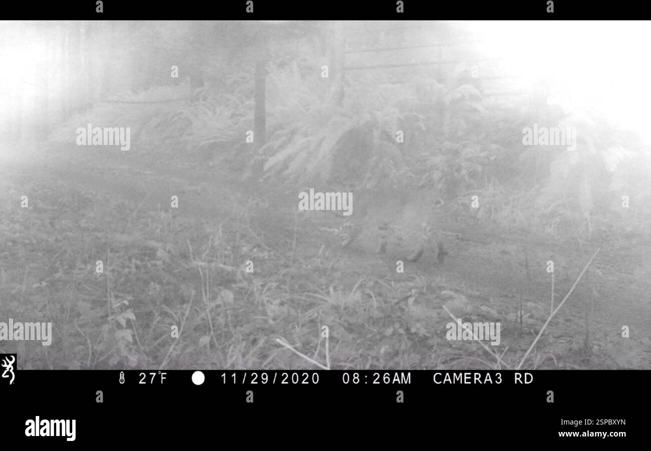 Western Bobcat (Lynx rufus fasciatus), Mammalia, Oregon, US Stock Photo ...