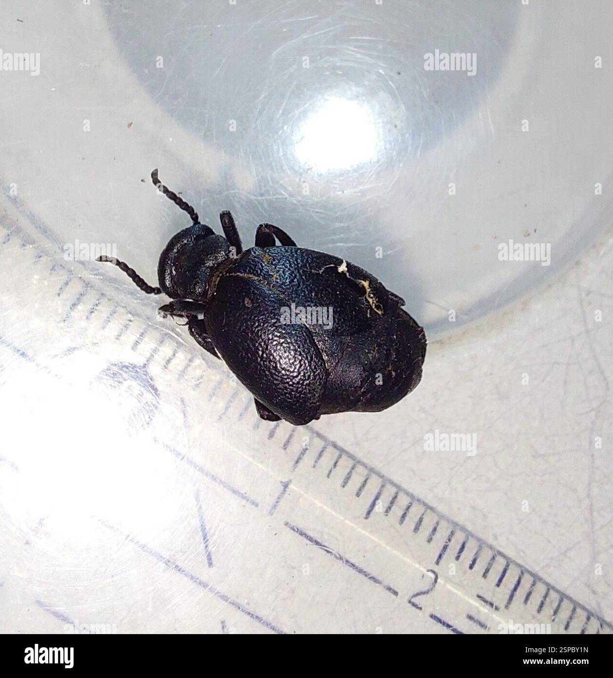 (Meloe scabriusculus), Insecta, 64589 Stockstadt am Rhein, Deutschland ...