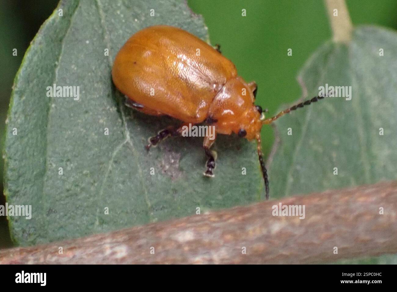 (Diamphidia femoralis), Insecta, Sabiepark, Sabie Park, 1260, South ...