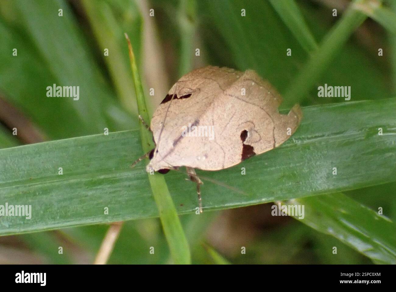 (Oglasa nana), Insecta, Sabiepark, Sabie Park, 1260, South Africa Stock ...