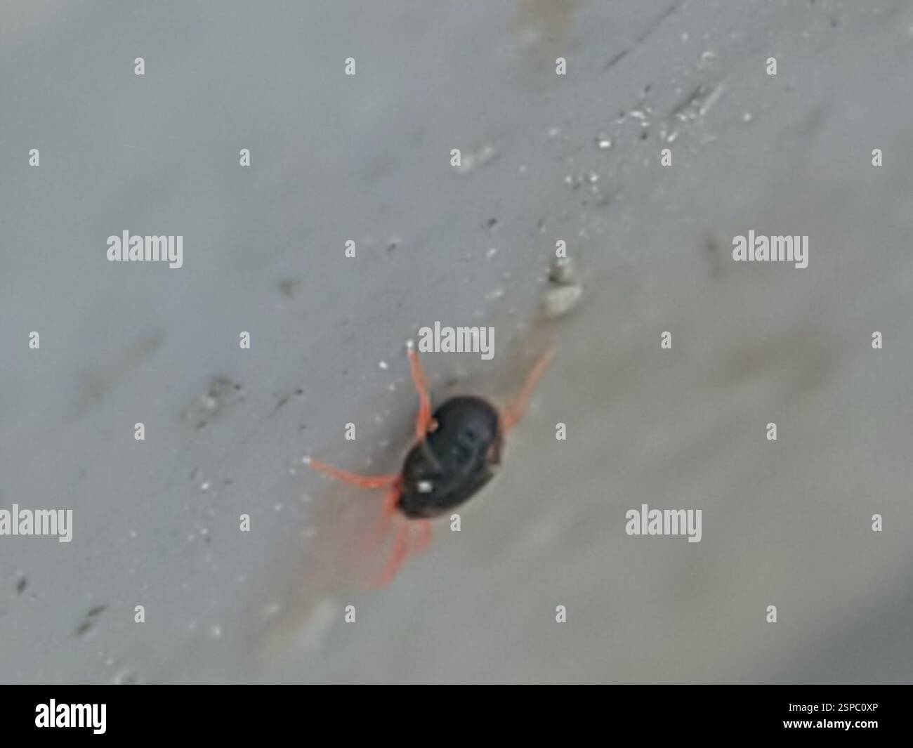 Blue Oat Mite (Penthaleus major), Arachnida, Cupertino, CA, USA Stock ...