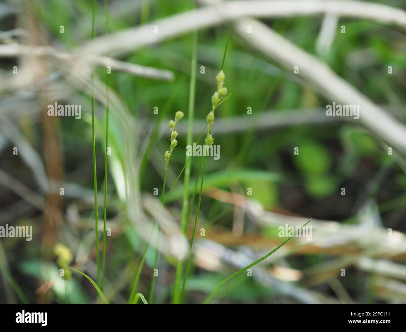 blunt broom sedge (Carex tribuloides), Plantae, Prince William County ...