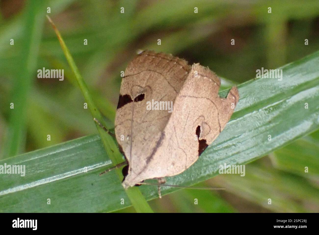 (Oglasa nana), Insecta, Sabiepark, Sabie Park, 1260, South Africa Stock ...