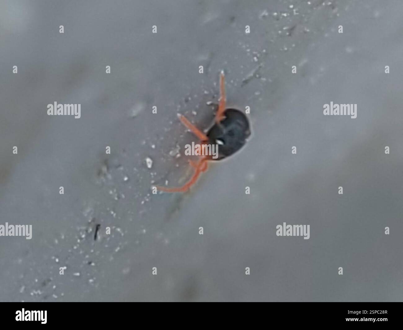 Blue Oat Mite (Penthaleus major), Arachnida, Cupertino, CA, USA Stock ...