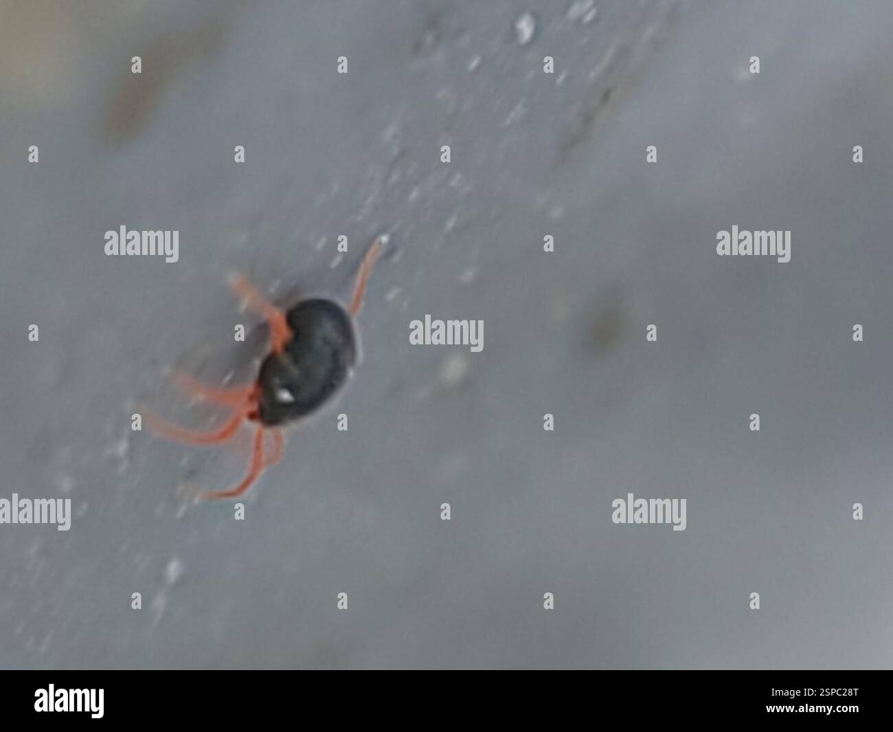 Blue Oat Mite (Penthaleus major), Arachnida, Cupertino, CA, USA Stock ...