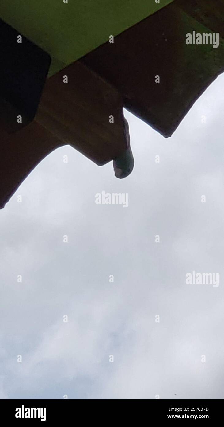 Spectacled Parrotlet (Forpus conspicillatus), Aves, Armenia, Quindío ...