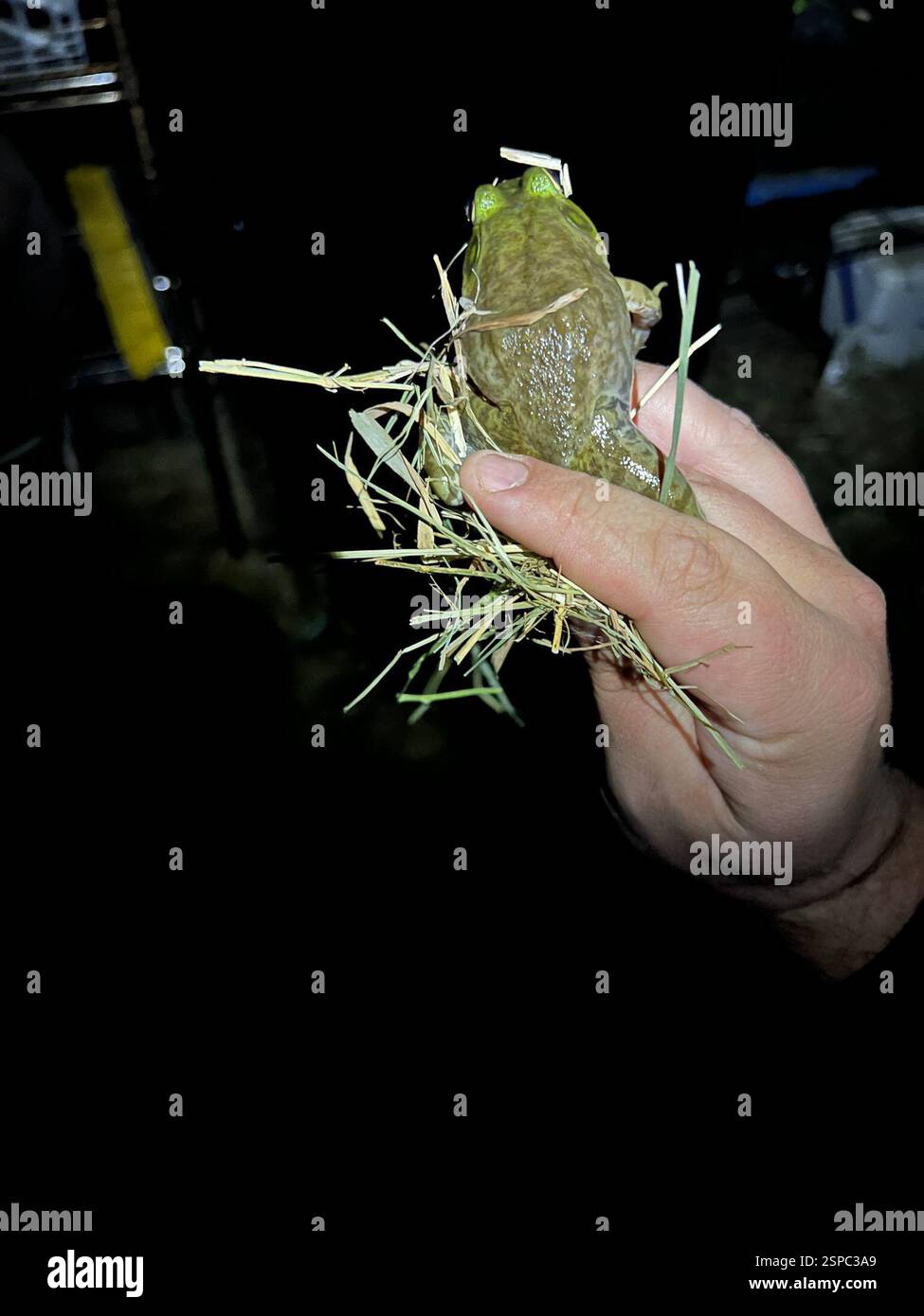 American Bullfrog (Lithobates catesbeianus), Amphibia, Old Murphy Rd ...