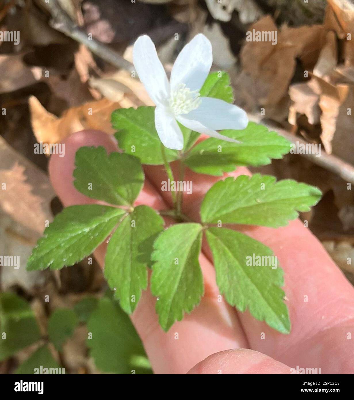 wood anemone (Anemonoides quinquefolia), Plantae, Latta Plantation ...