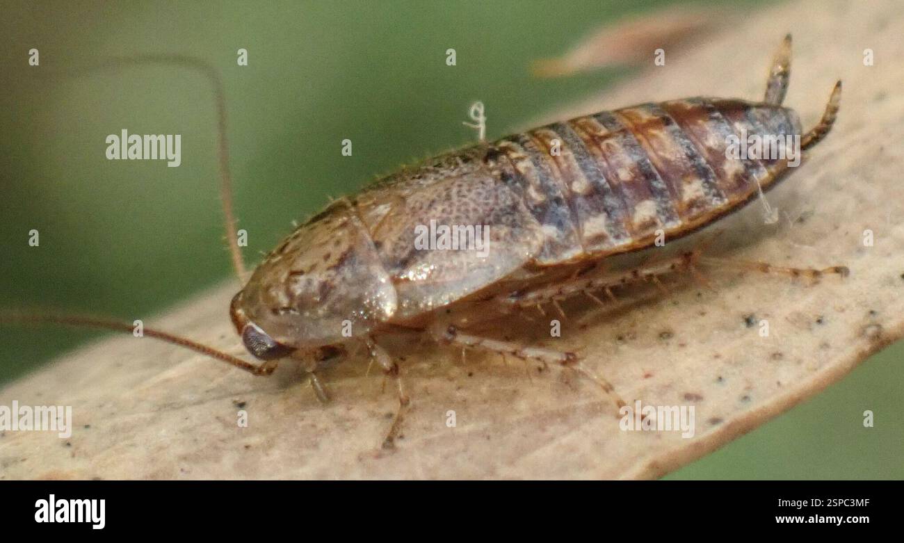 Cockroach underside hi-res stock photography and images - Alamy