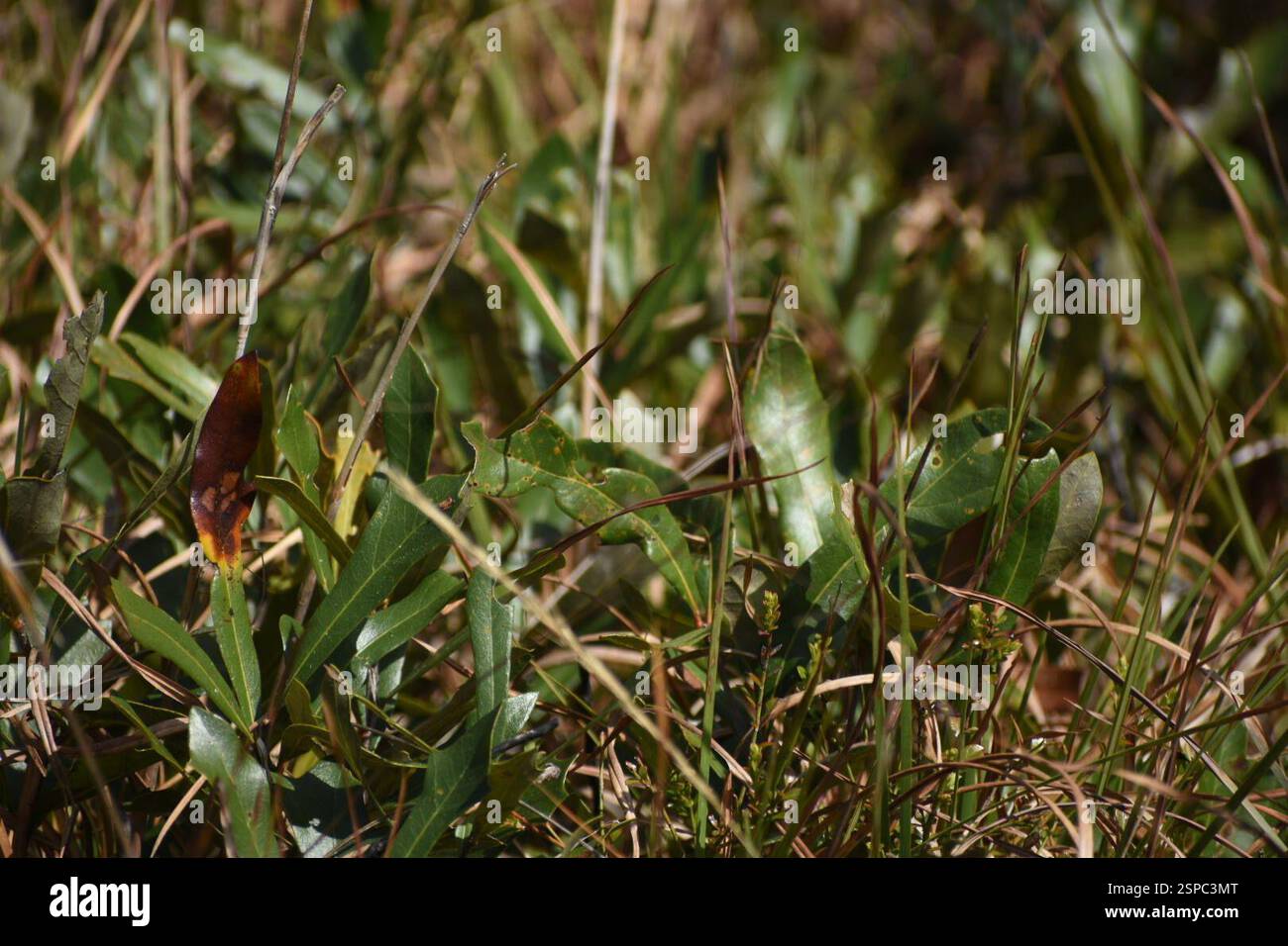 dwarf live oak (Quercus minima), Plantae, Hal Scott Regional Preserve ...