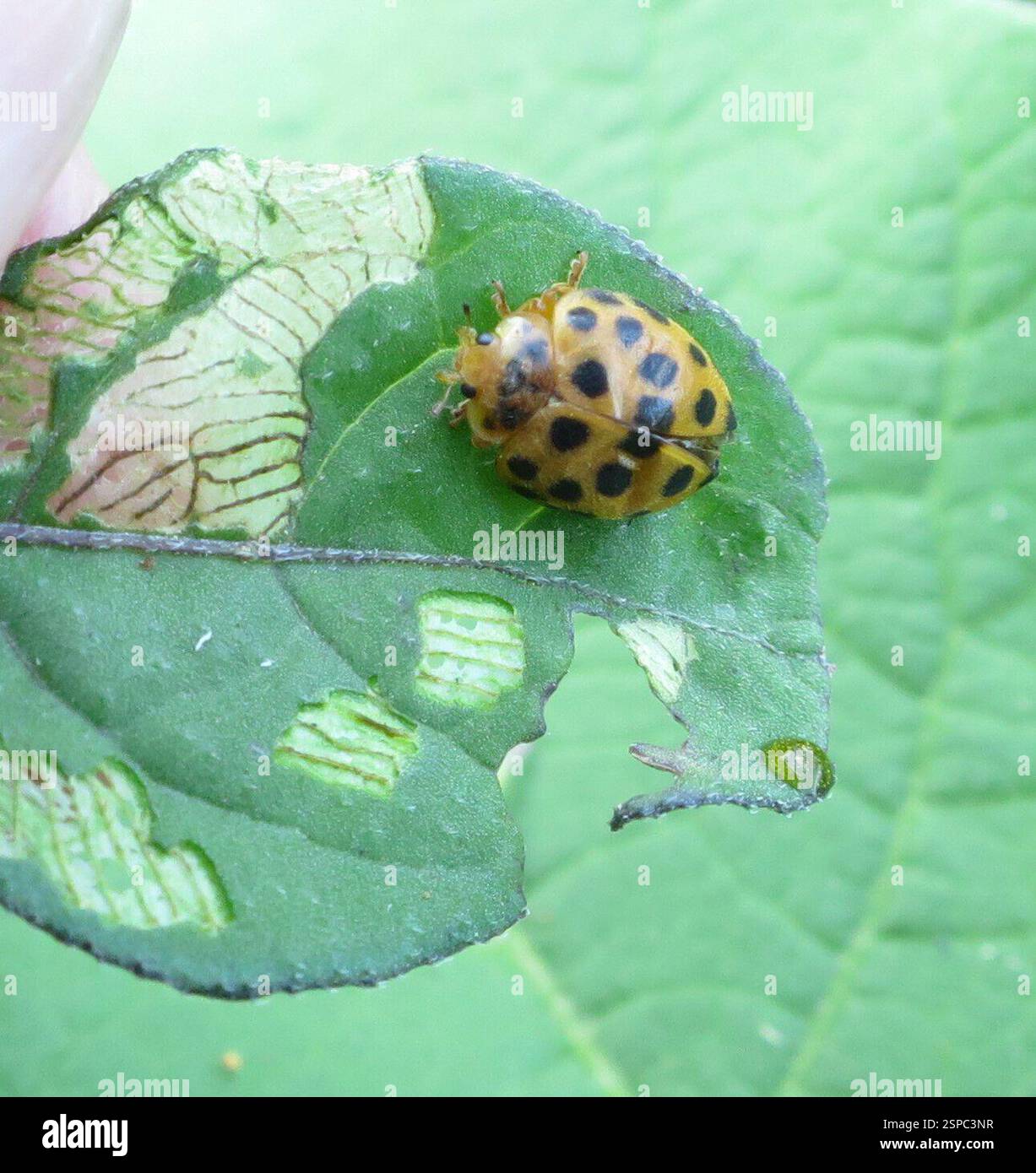 Hadda Beetle (Henosepilachna vigintioctopunctata), Insecta, Pakuranga ...