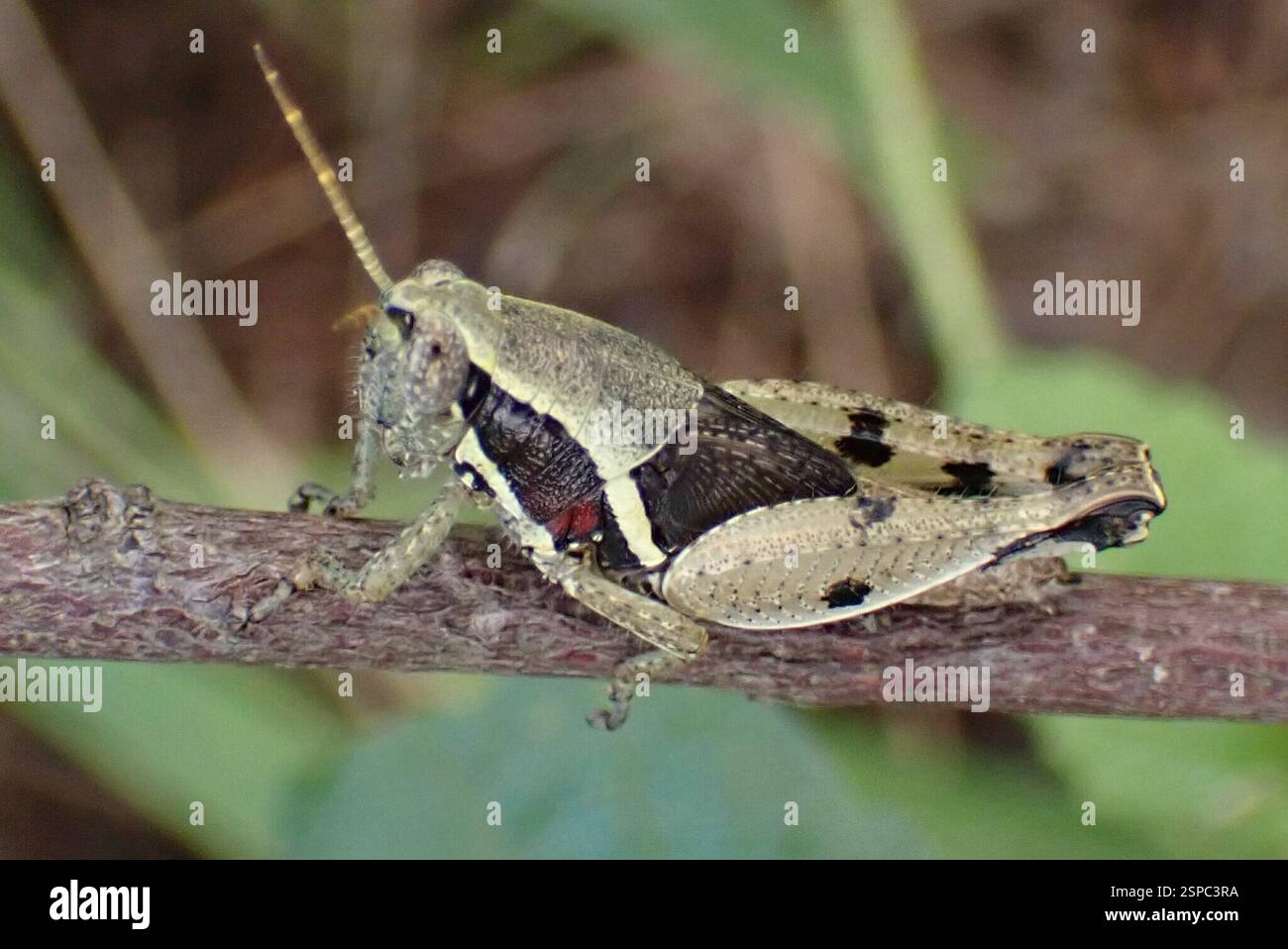 (Phaeocatantops sulphureus), Insecta, Sabiepark, Sabie Park, 1260 ...