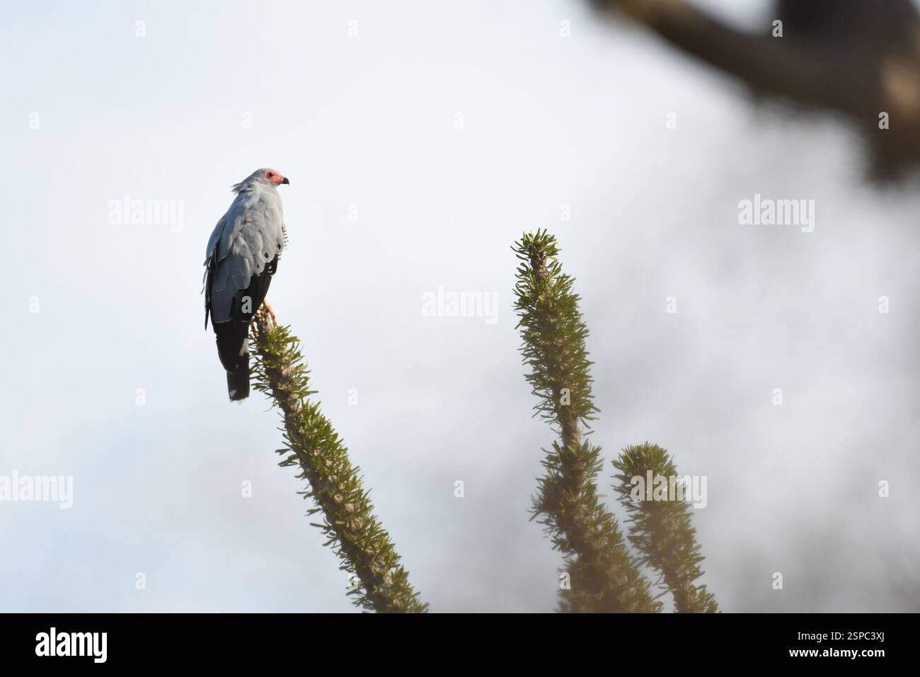 Madagascar Harrier-Hawk (Polyboroides radiatus), Aves, District de ...