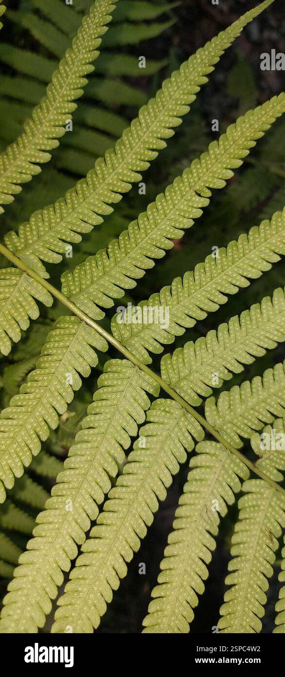 Soft Fern (Christella dentata), Plantae, Auckland, NZ, Occasional along ...