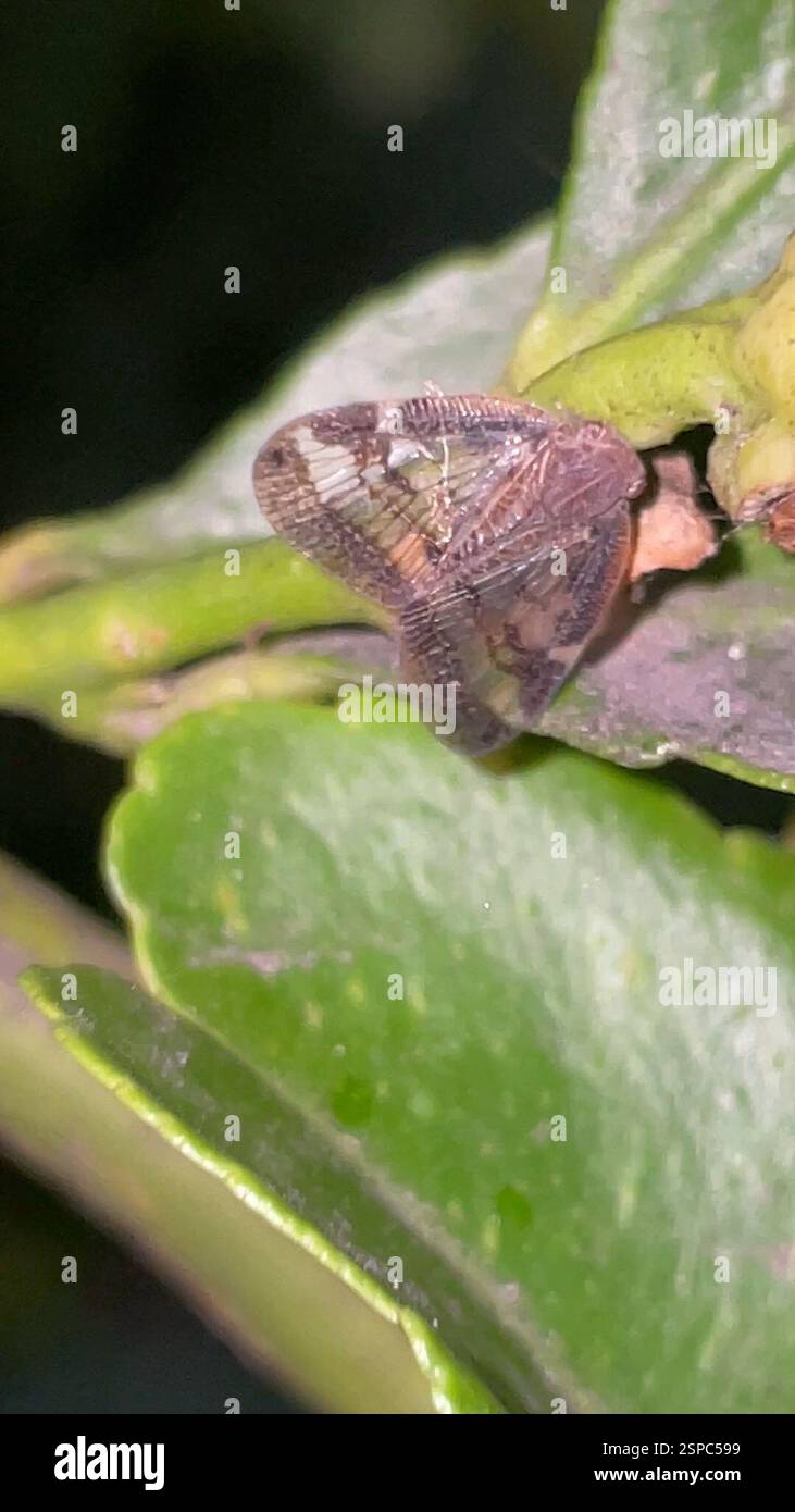 Passionvine hopper (Scolypopa australis), Insecta, Melbourne VIC ...