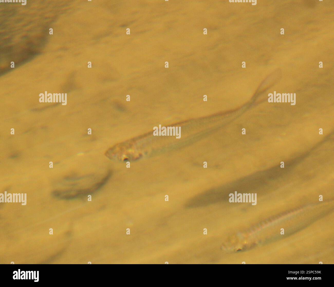 Malabar Danio (Devario malabaricus), Actinopterygii, Shirlalu ...