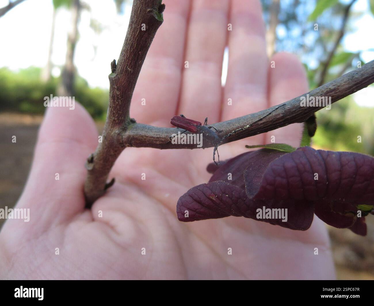 Redwinged Longhorn Beetle (Ancylocera bicolor), Insecta, GSU pawpaw #3 ...