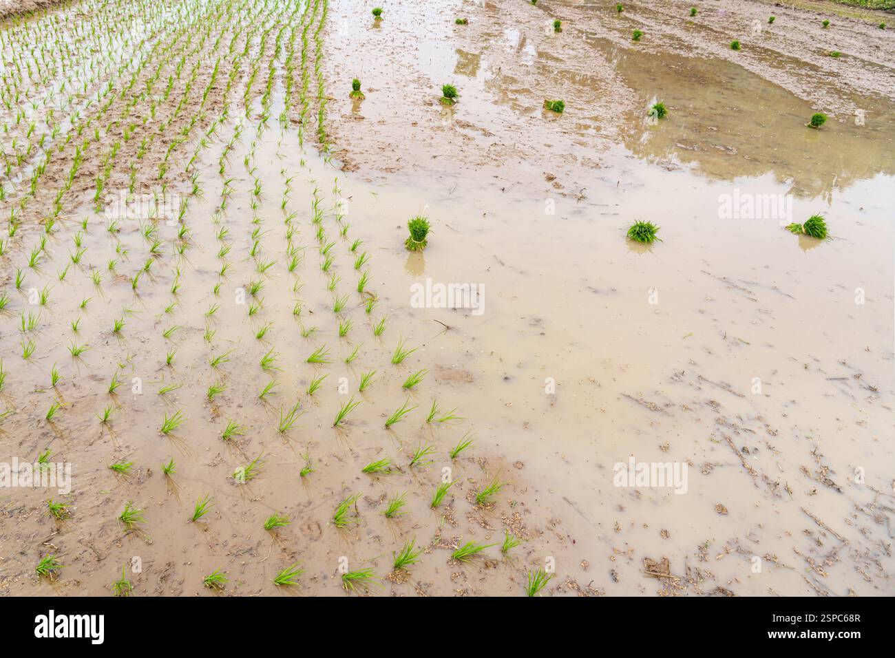 Freshly planted rice seedlings thriving in wet soil, reflecting ...