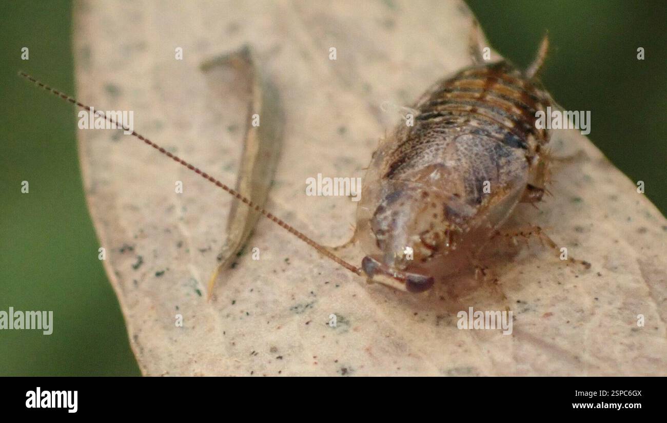 Cockroach underside hi-res stock photography and images - Alamy