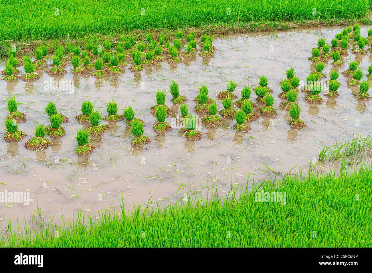 Lush green paddy seedlings in neatly rowed plots on a rural farm ...