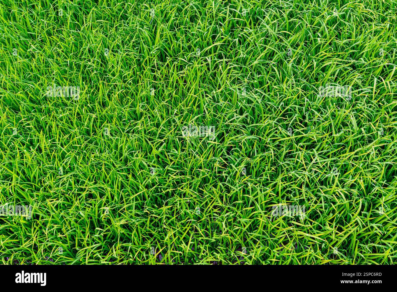 Macro shot of young paddy seedlings with rich green hues and fine leaf ...