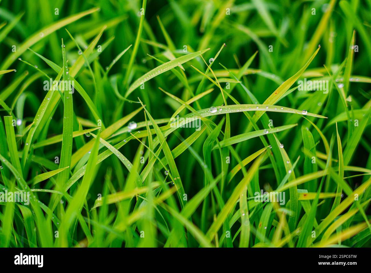 Soft, dewy paddy seedlings in a detailed close-up, revealing the ...