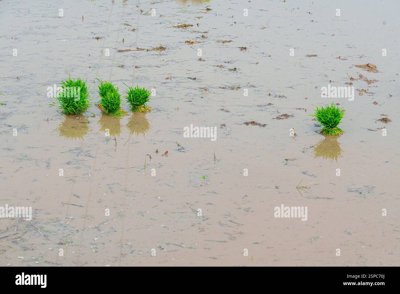 Young paddy seedlings gathered in a muddy, ploughed field, awaiting the ...
